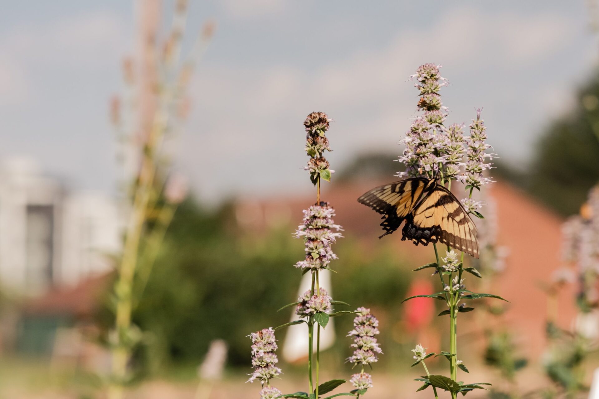 Reston National's Environmental Restoration Internship Offers Community ...